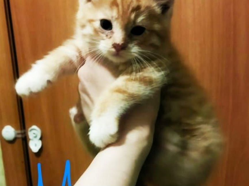 Котята ручные комочки рыжие, чёрнобелые, полосатые