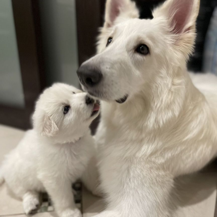 Щенки Белой Швейцарской Овчарки