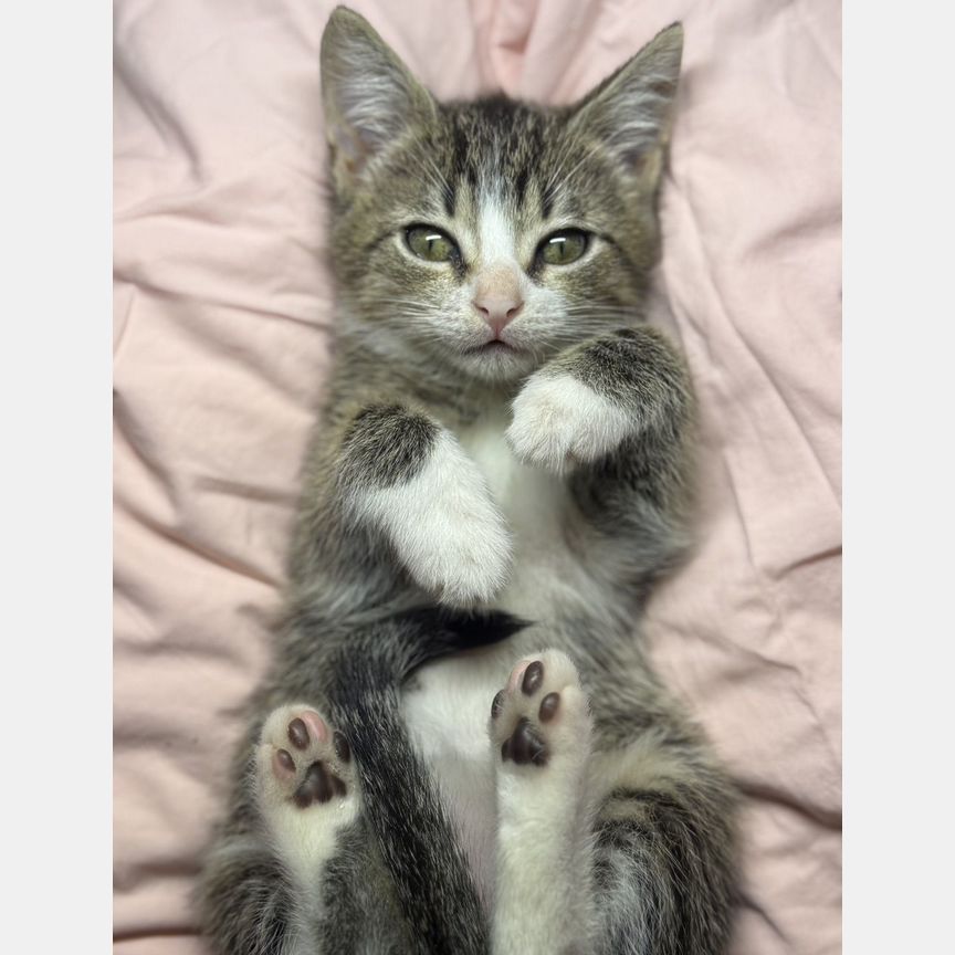Котенок в добрые руки
