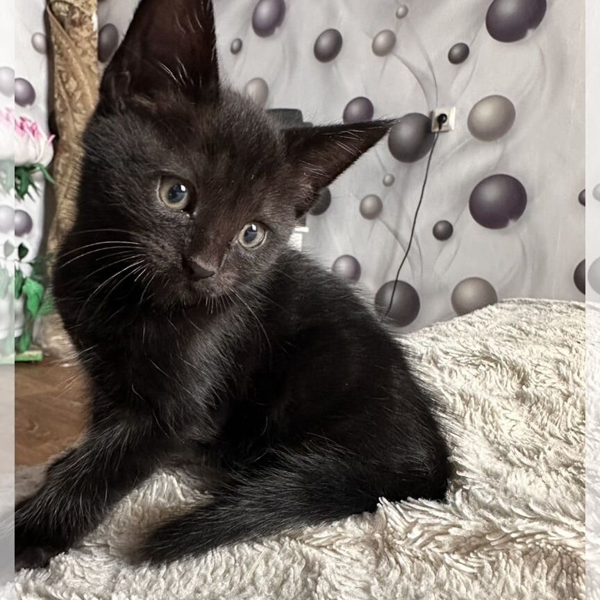 Мейн-кун котёнок