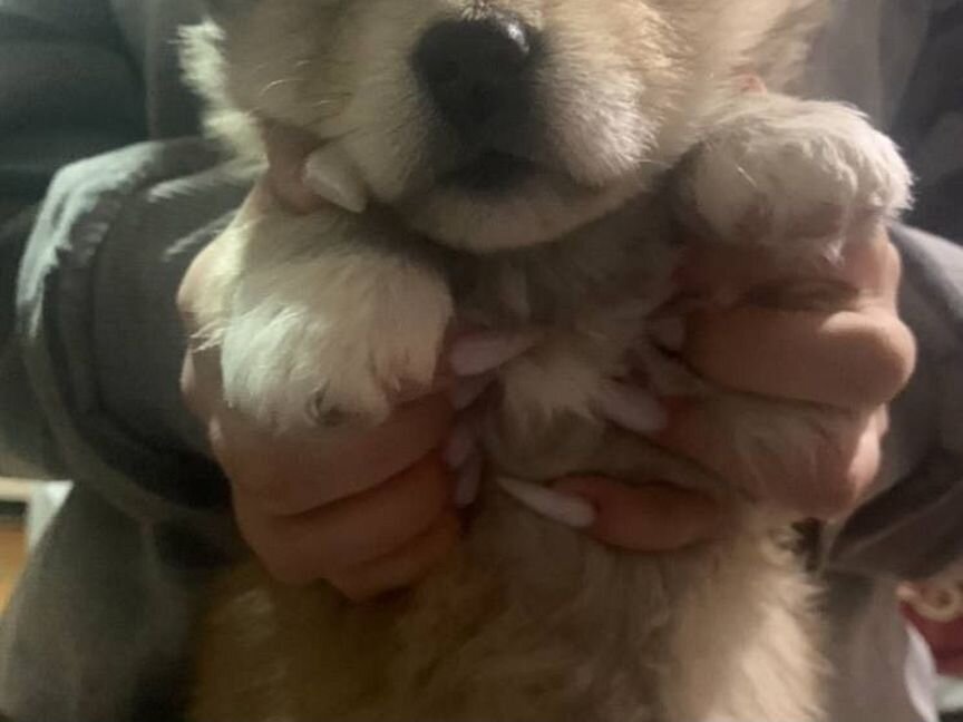 Отдам щеночков в хорошие руки девочки