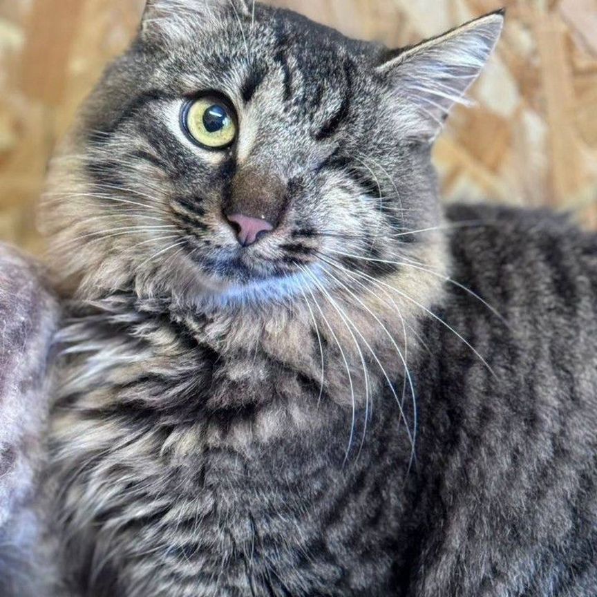 Грейс Зоркий глазик