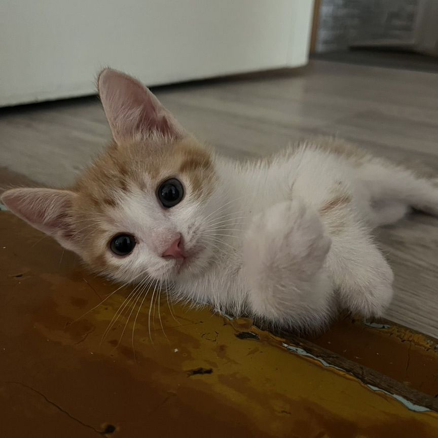 Котенок