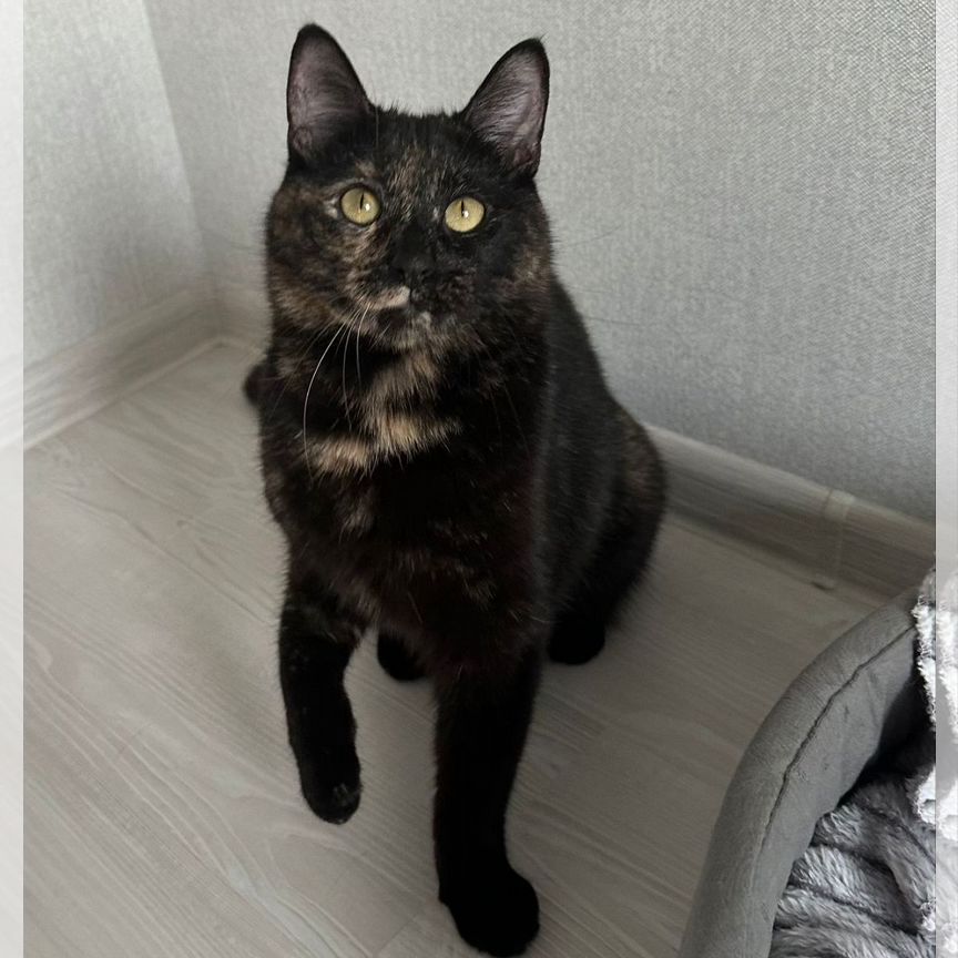 Взрослая, кошка в добрые руки