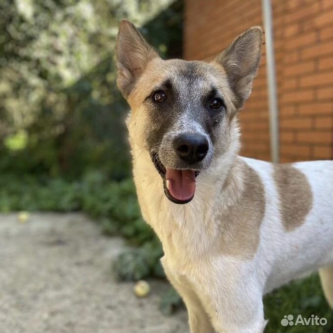 Собака девочка Арья ищет дом в добрые руки