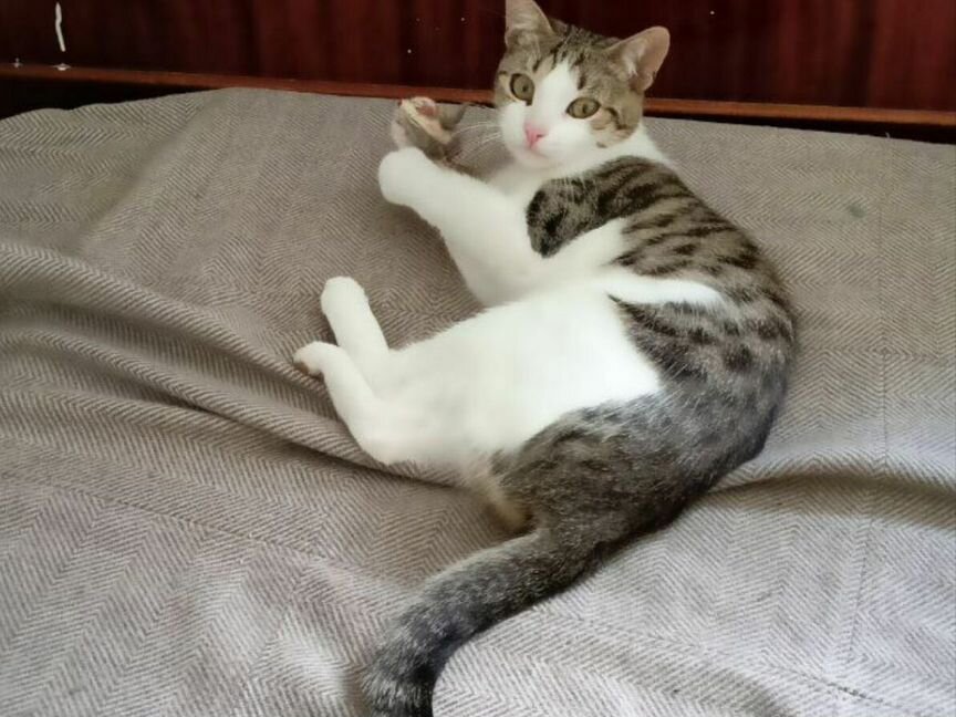 Котëнок, очень ласковая девочка, ищет дом