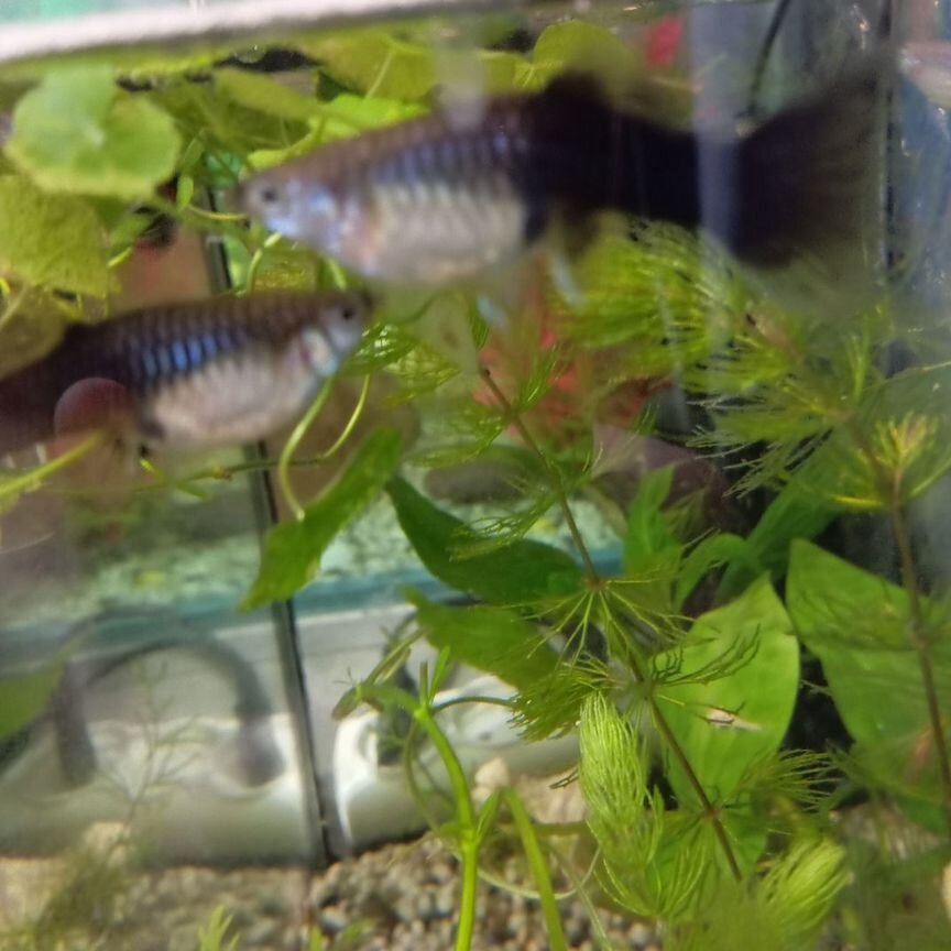 Рыбки гуппи