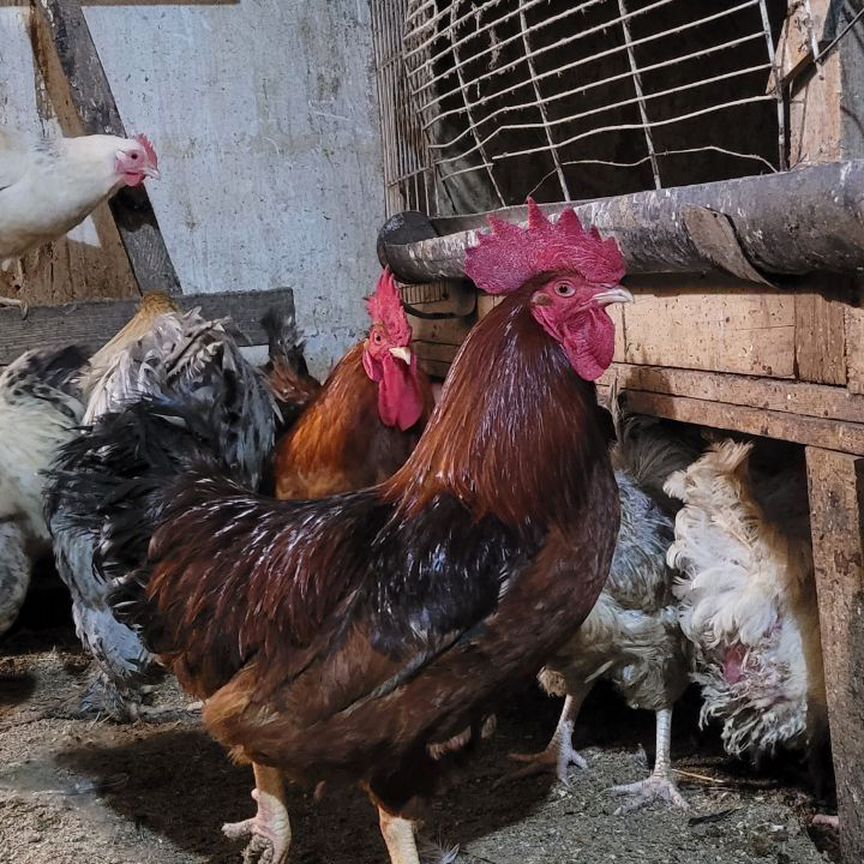 Кекс машина петух