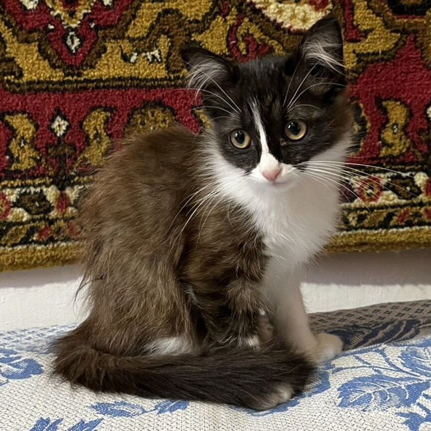 Котенок девочка в добрые руки