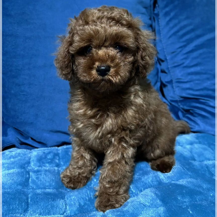 Той-пудель, щенок