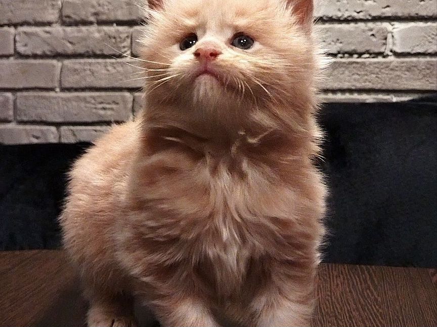 Котята мейн-кун