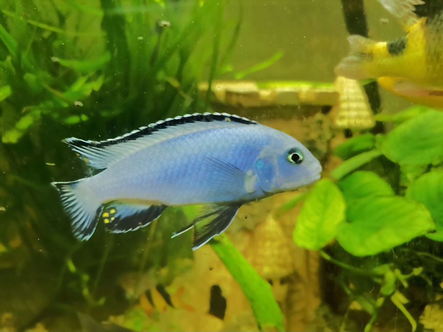 Пиндани еллоу мальки