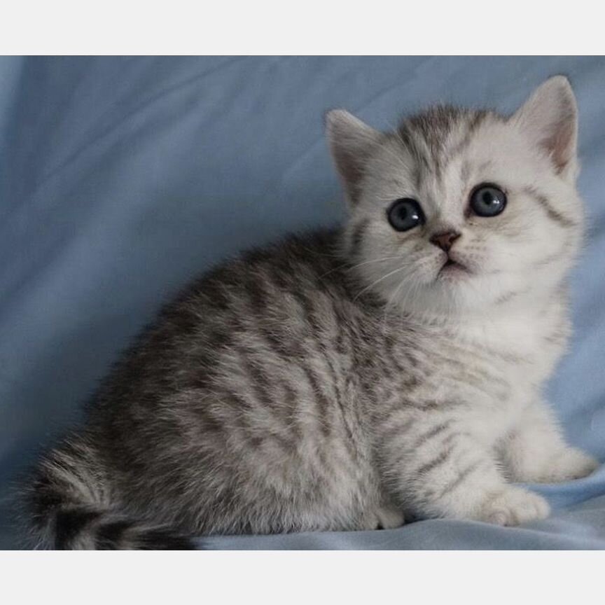 Шотландские котята Вискас