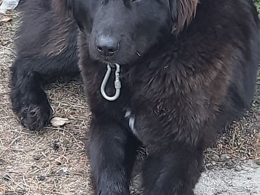 Монгольский банхар