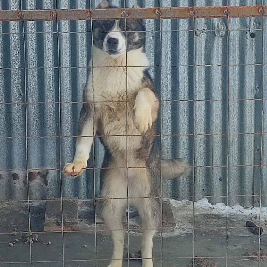 Собака алабай