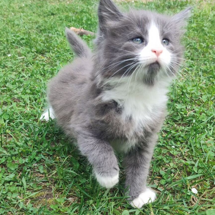 Мейн-кун котёнок