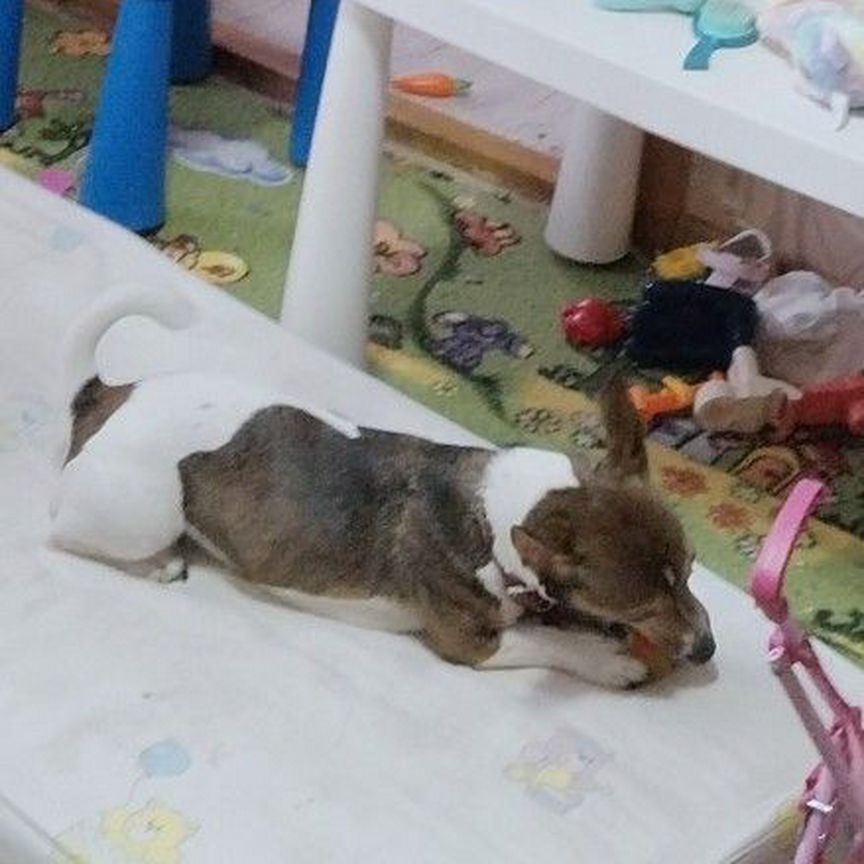 Отдам в добрые руки собаку джек рассел