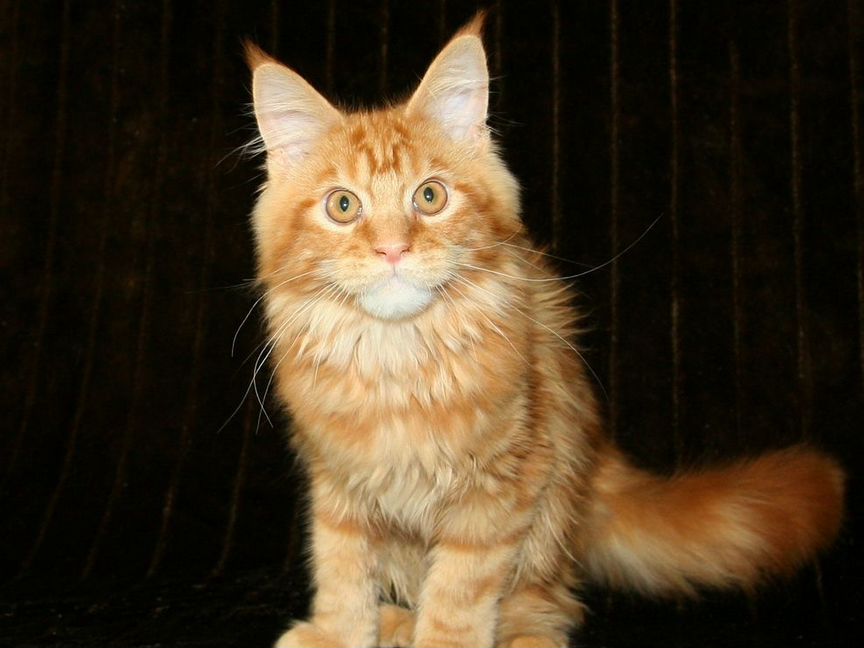 Очаровательный рыжик мейн-кун