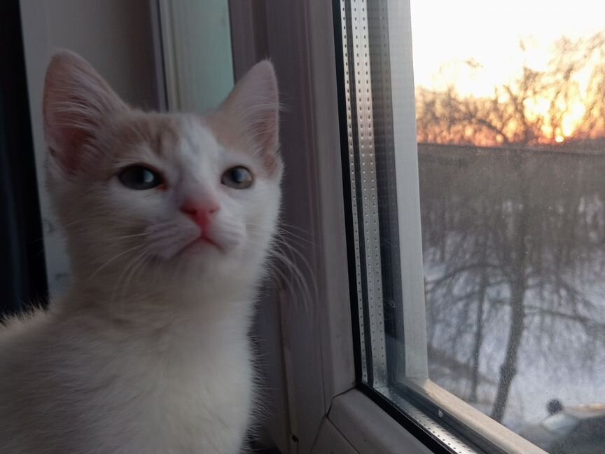 Котëнок в добрые руки