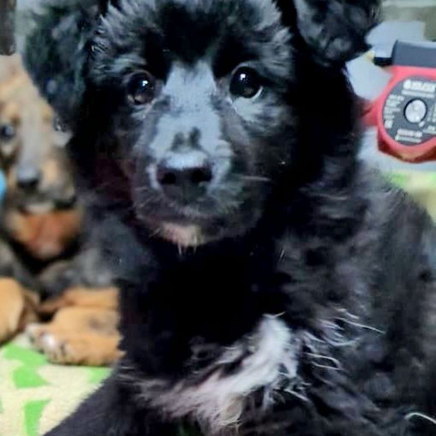 Милашка Оливка