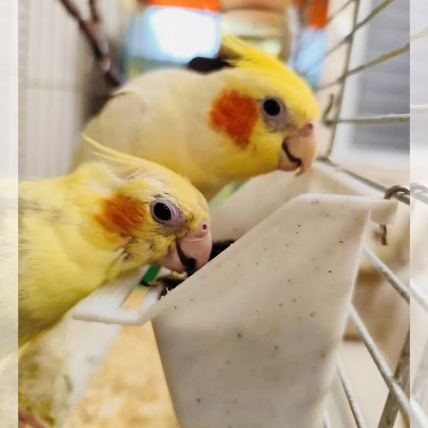 Топ Лучшие Попугаи Корелла В Ваш Дом Сем Какаду