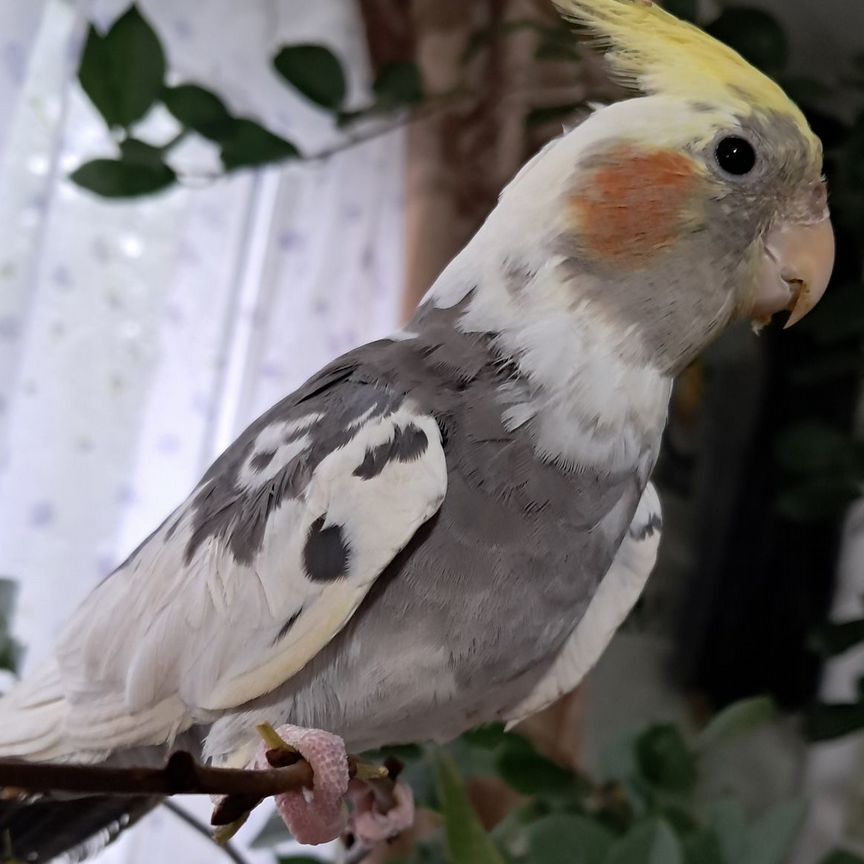 Попугай корелла мальчик