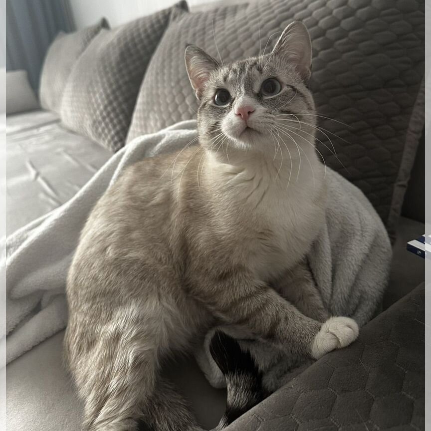 Тайский котик