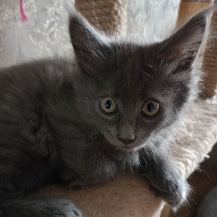 Котята мейн-кун