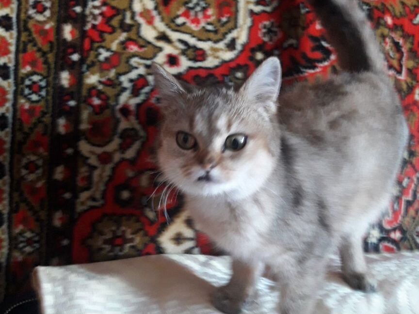 Британские котята