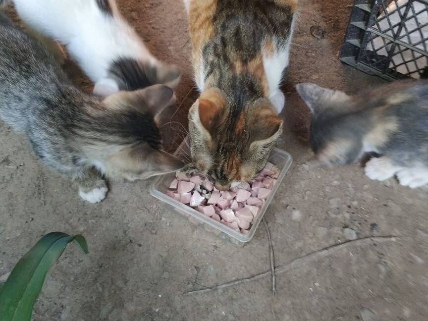 Три котенка с кошкой подкинули
