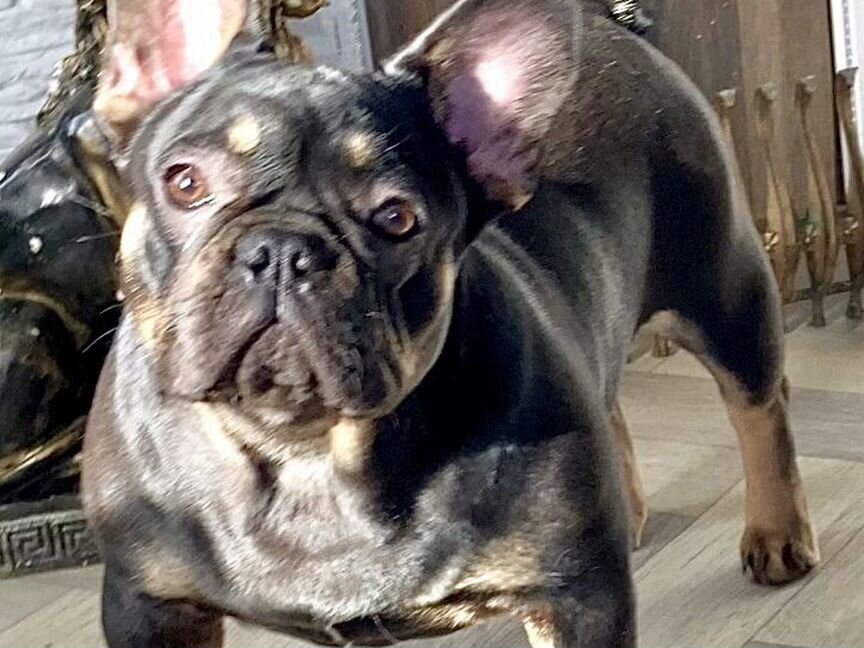 Французская малышка