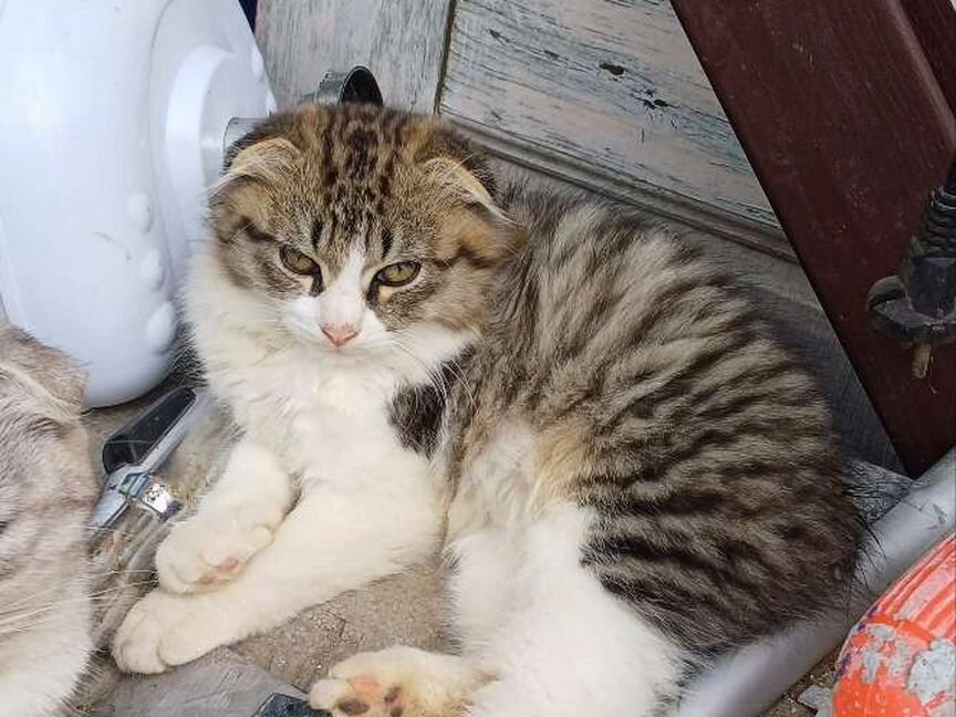 Котёнок вислоухий