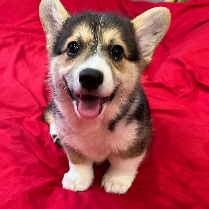 Корги пемброк девочка