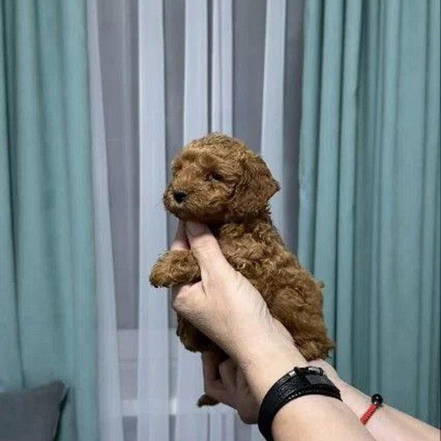 Той-пудель, щенок