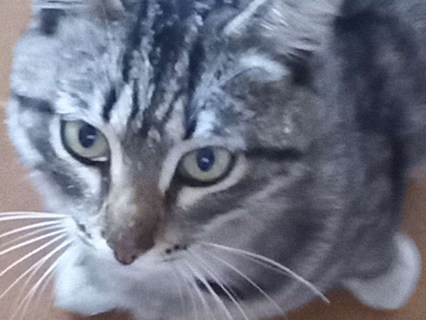 Котик в добрые руки Васька