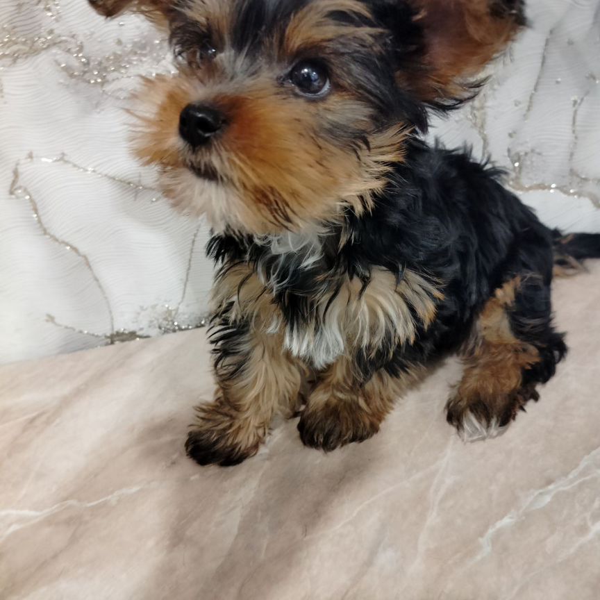 Йоркширский терьер щенок мальчик