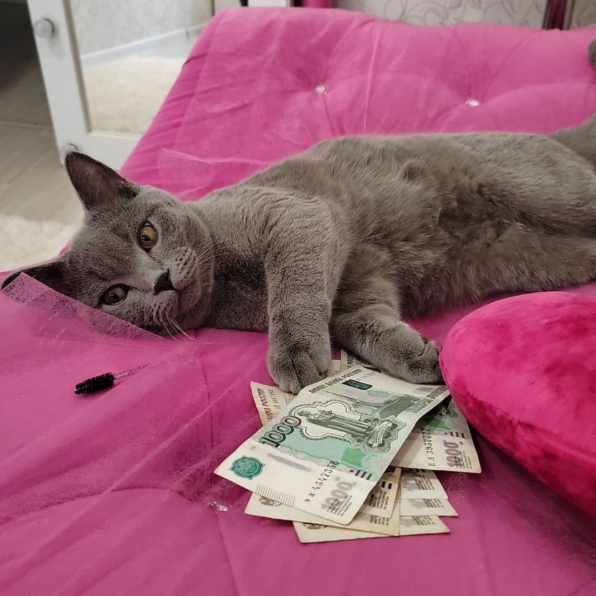 Шотландский прямоухий короткошёрстный кот, вязка