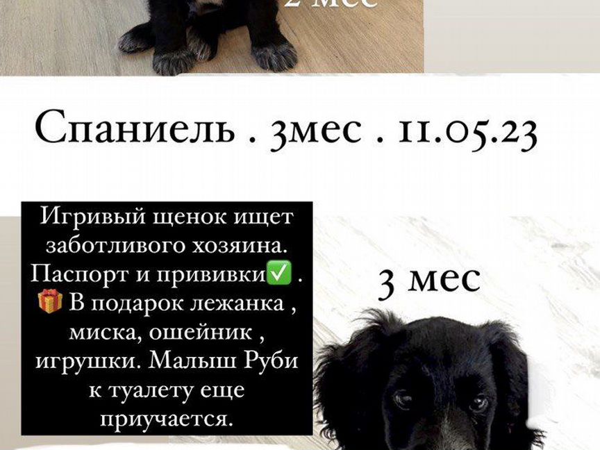 Продается щенок кокер спаниель,5 тыс