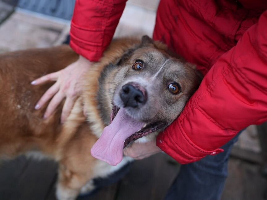 У доброго Грея болен хозяин. Грею нужен дом