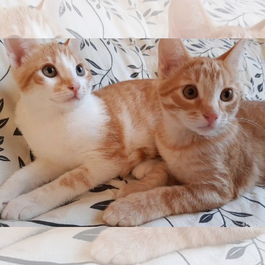Рыжий кот в дар