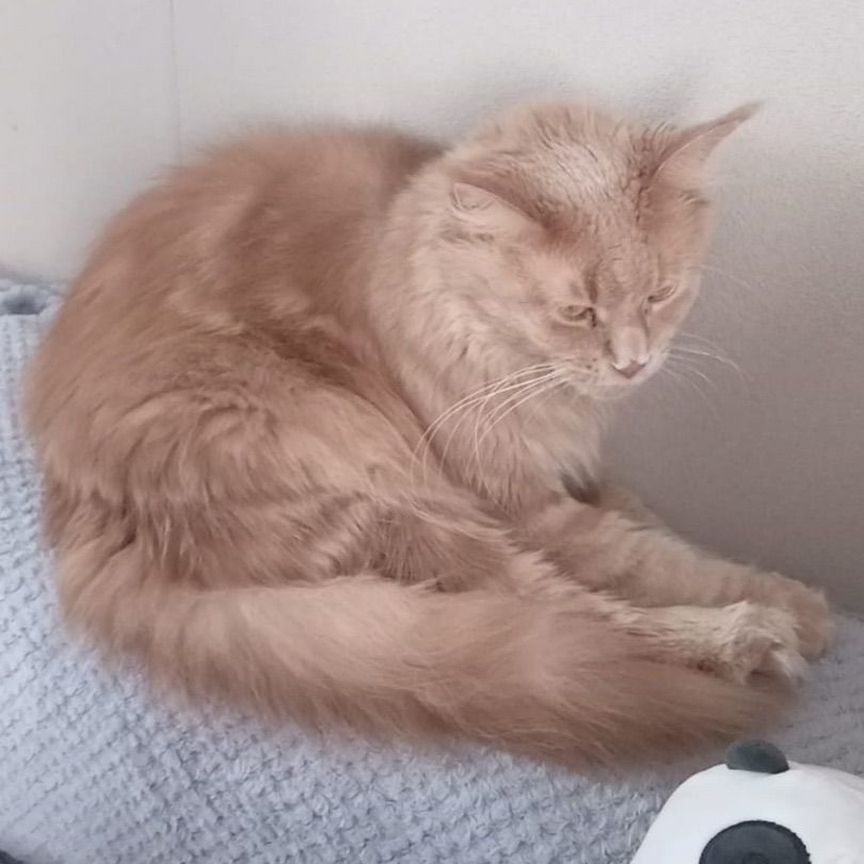 Отдам кошку Мейн кун