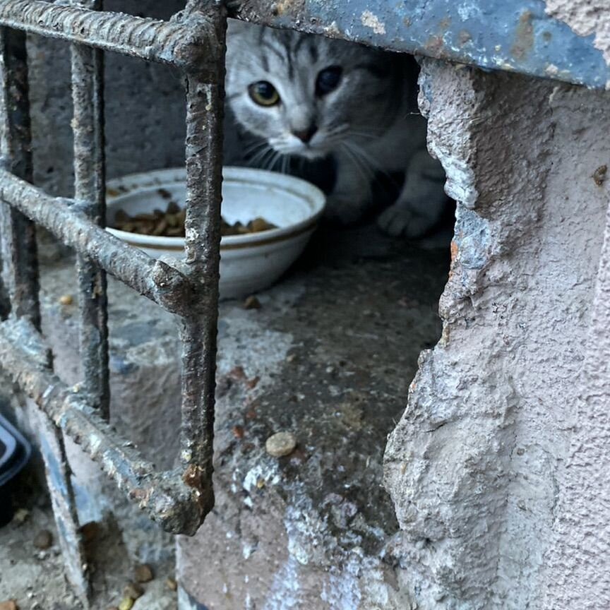 Подарите котенку шанс