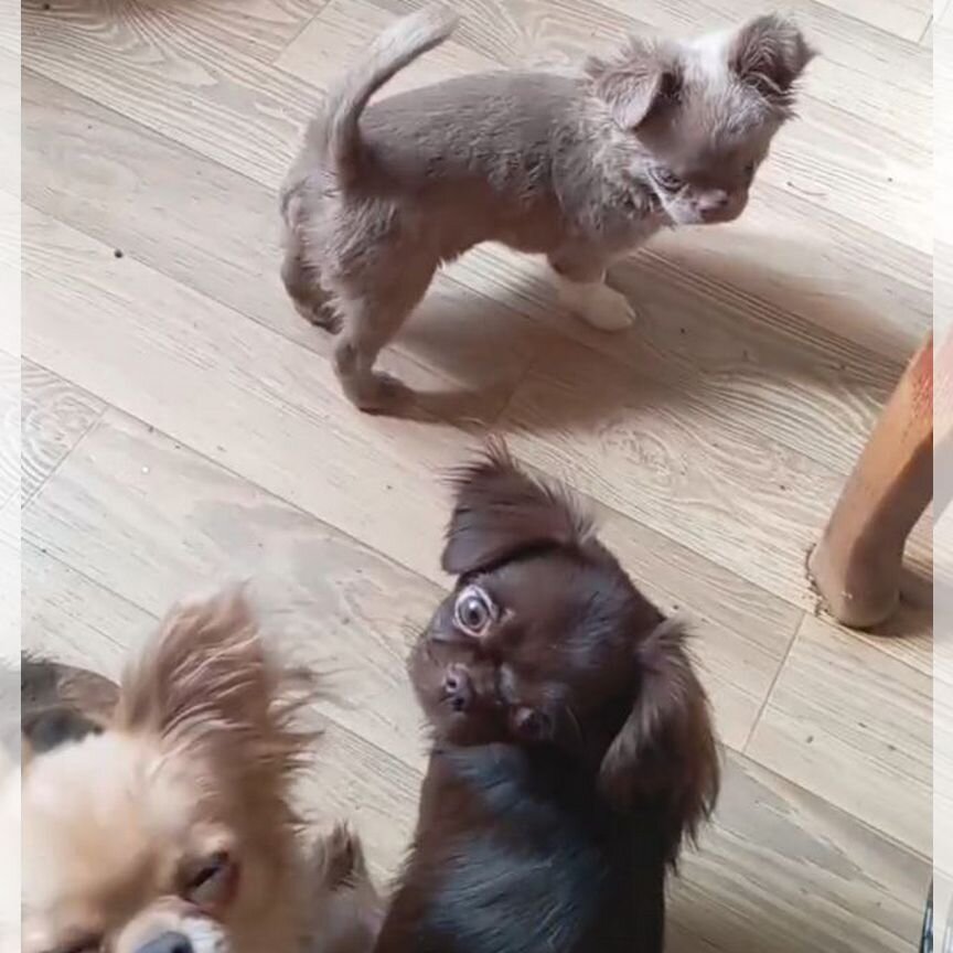 Чихуахуа, щенок
