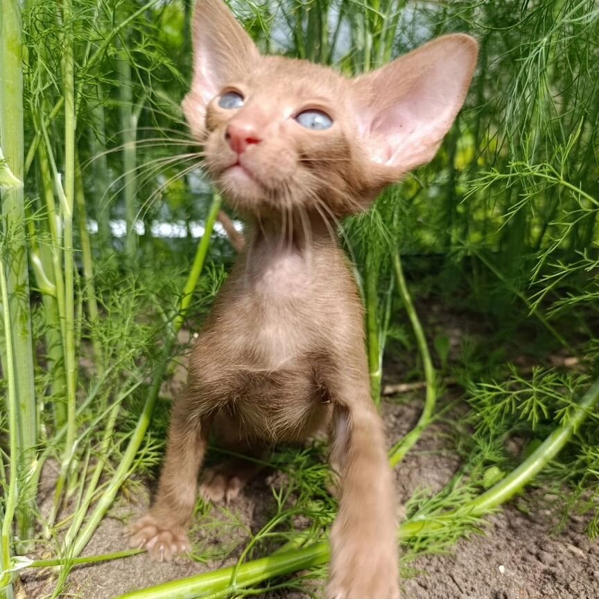 Ориентальный котёнок