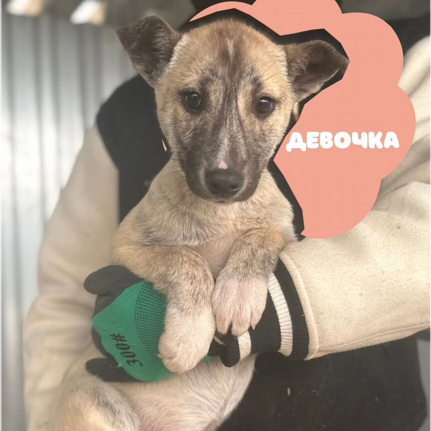 Щенок в добрые руки