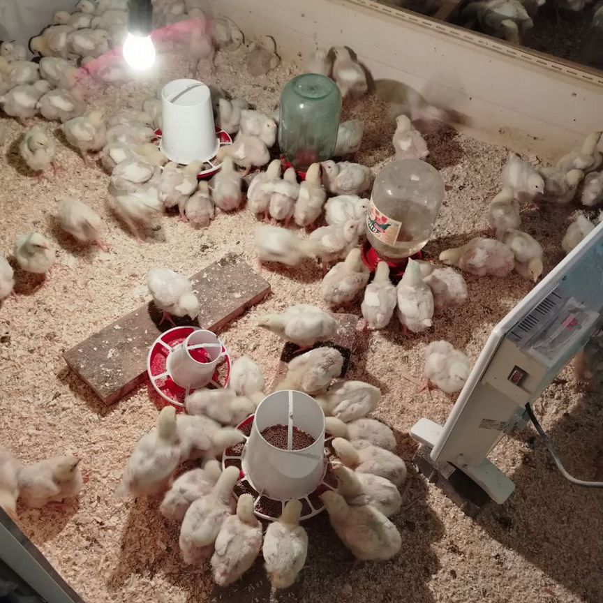 Цыплята бройлеры подрощенные