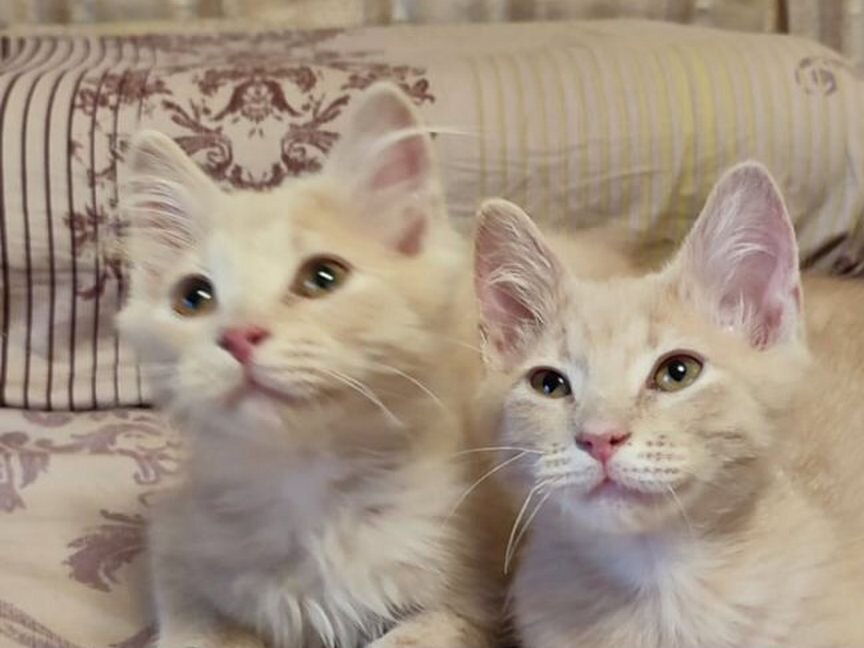 Котята в добрые руки мальчики