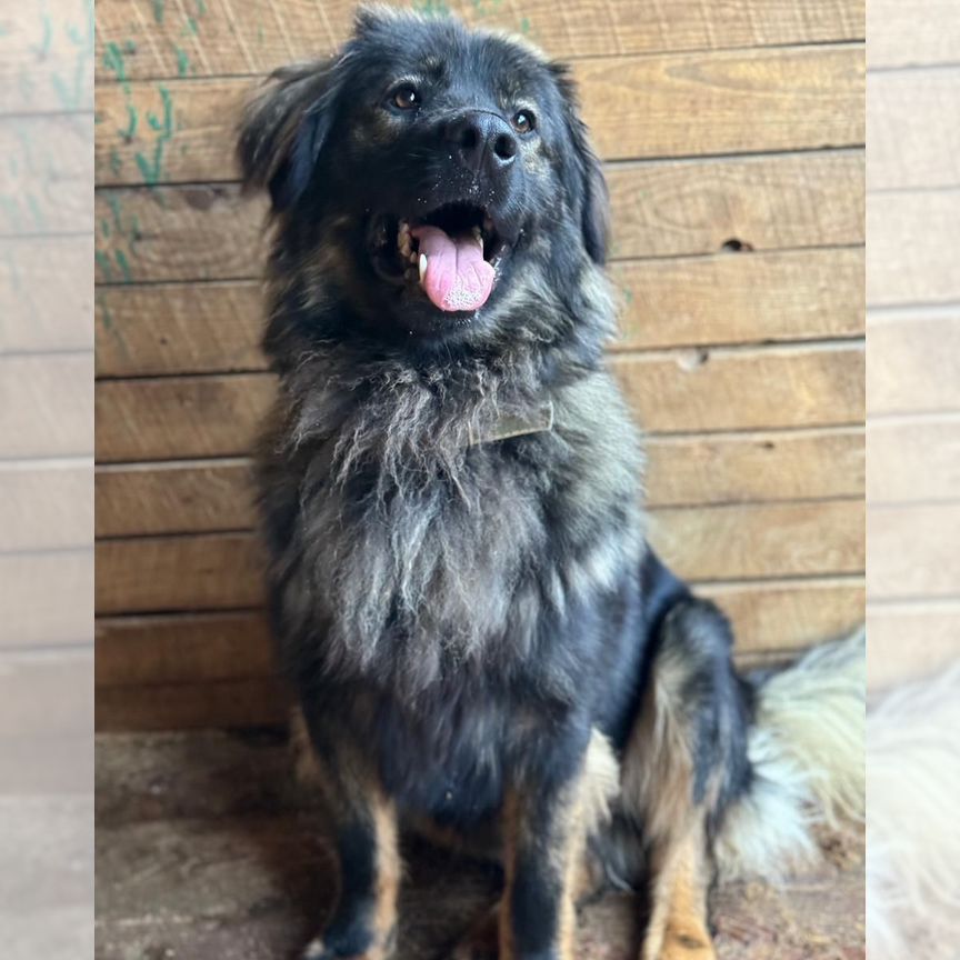 Собака-медвежонок Пушок как кавказская овчарка