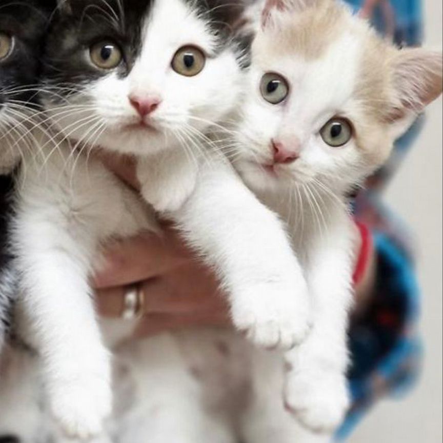 Чудо котята в добрые руки