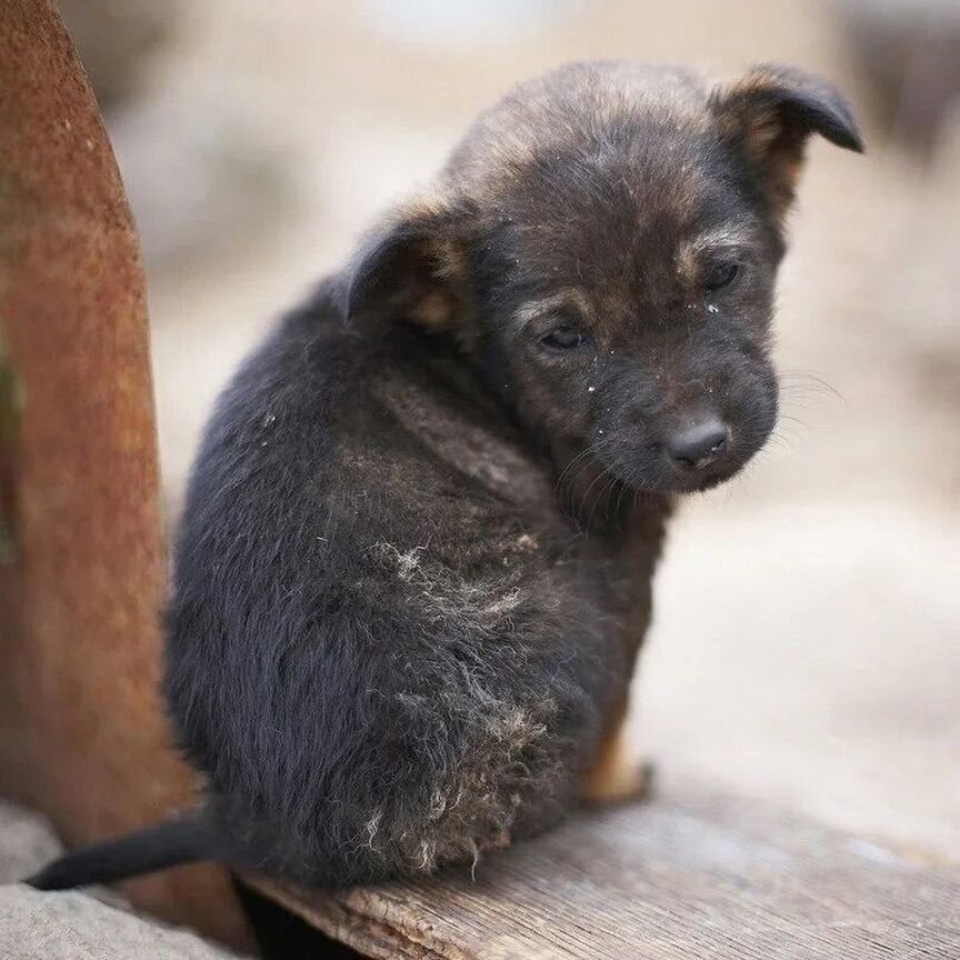 Щенок ищет дом